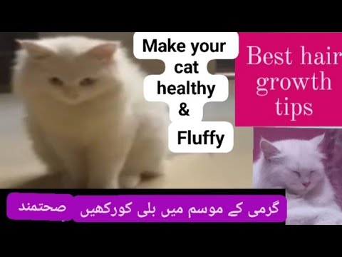 how to make your cat healthy &fluffy|best diet plan for Persian cats hairs growth🐱|Persian cat ...