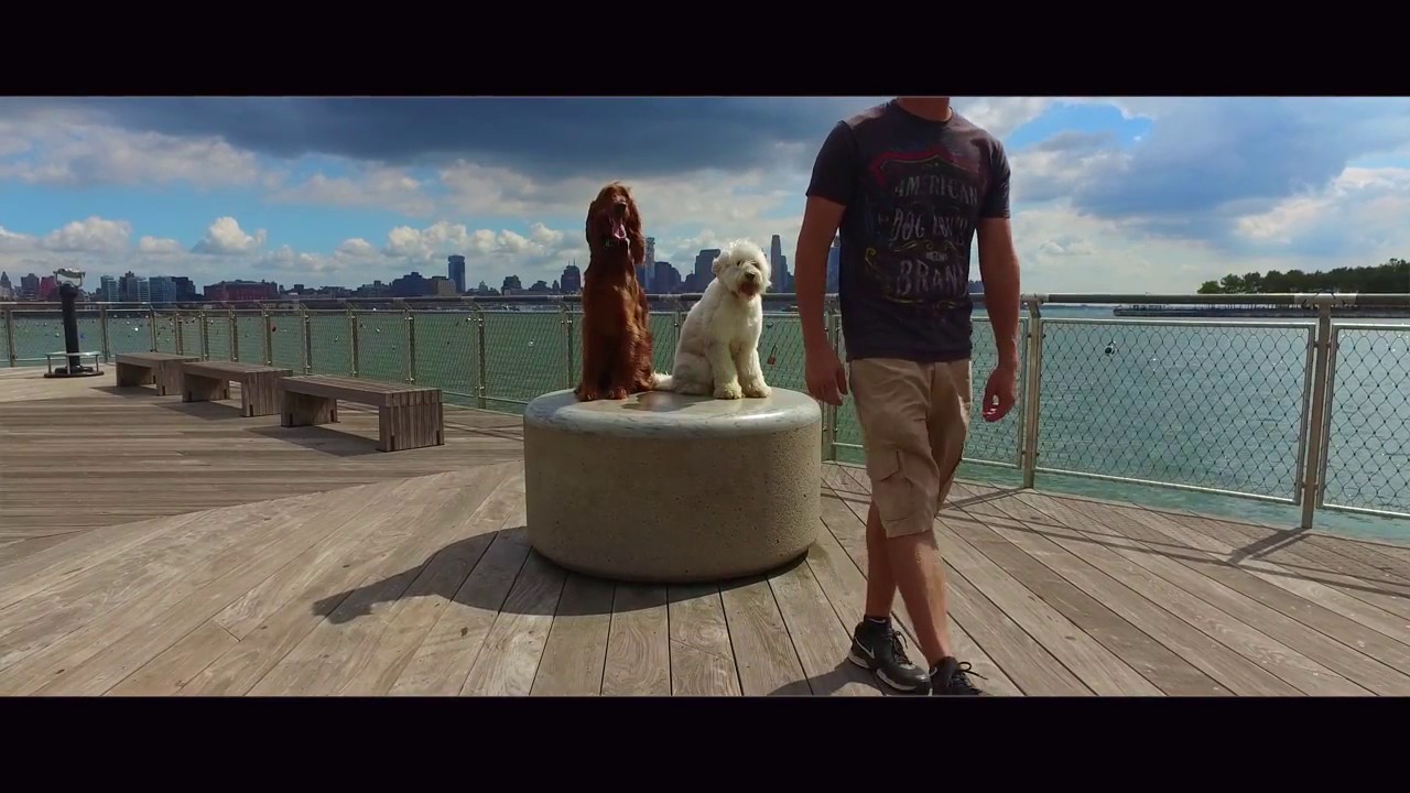 Ryan Reynolds Dogs Off Leash In Times Square! Celebrity Dog Trainer ...