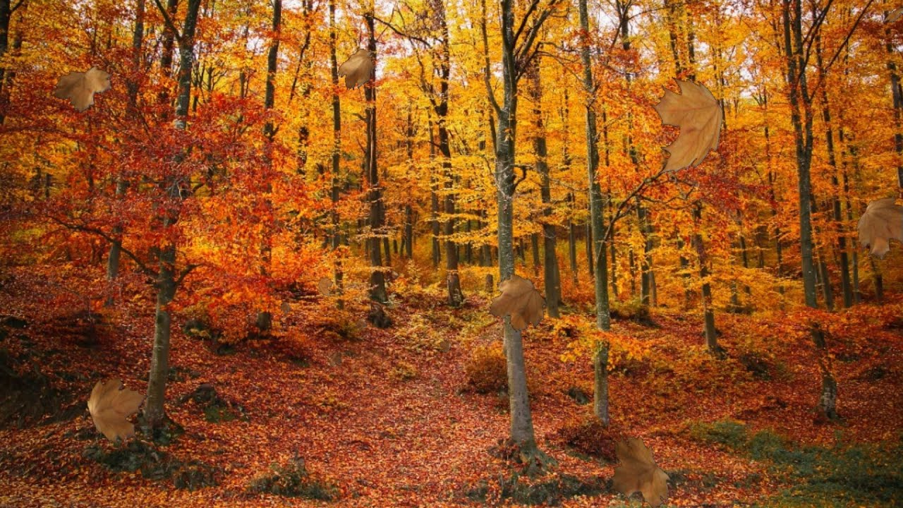 Falling Leaves in the Forest with Relaxing Music | Cozy Autumn Ambience ...