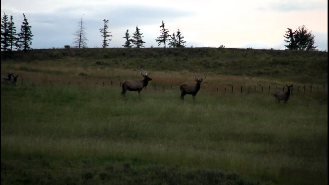 Elk in Telluride, CO - YouTube