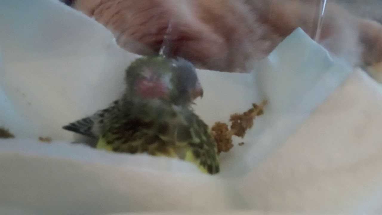 new baby parakeets - YouTube