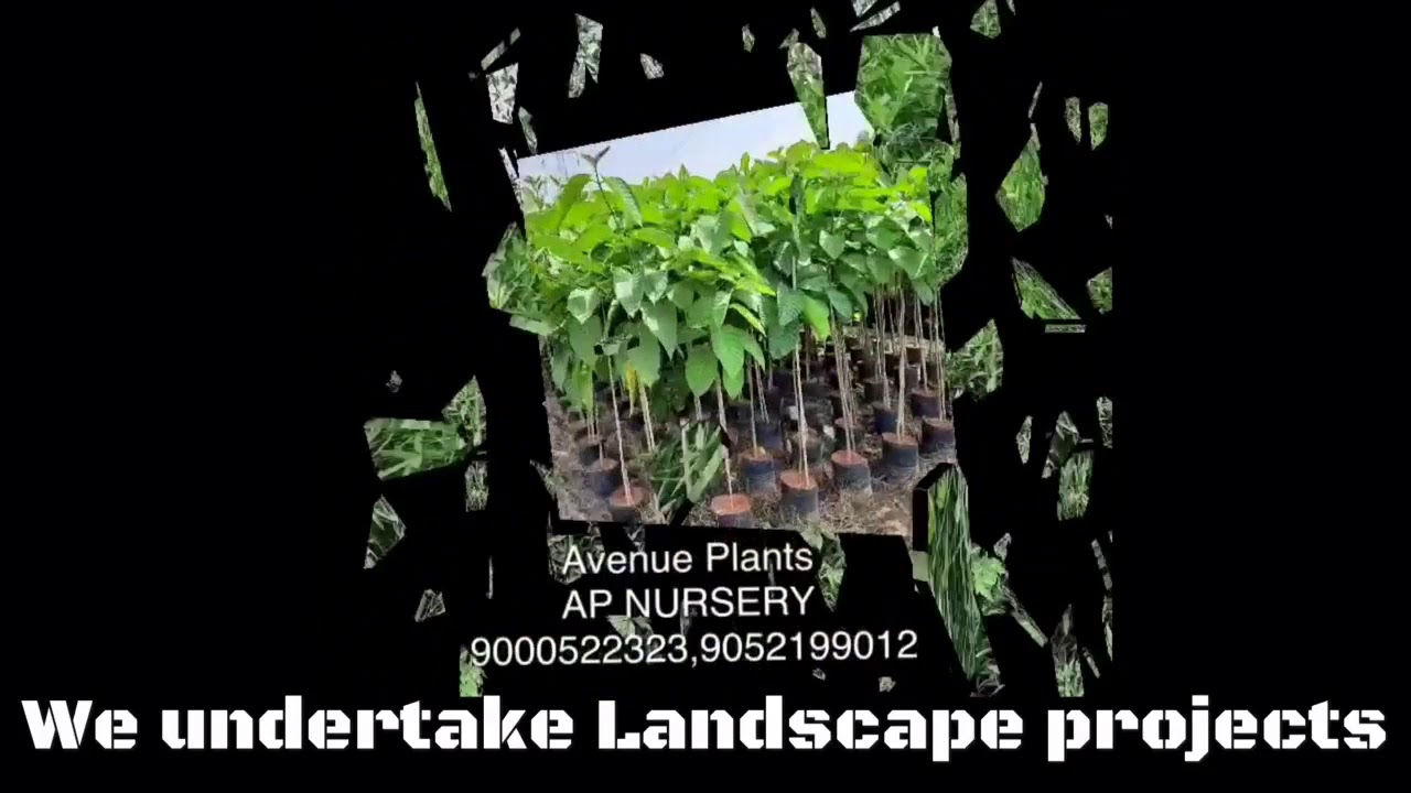 Avenue plants at AP NURSERY - YouTube