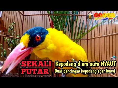 LUAR BIASA ️ ️ ️KICAU SUARA BURUNG KEPODANG EMAS GACOR BUAT BURUNG ...