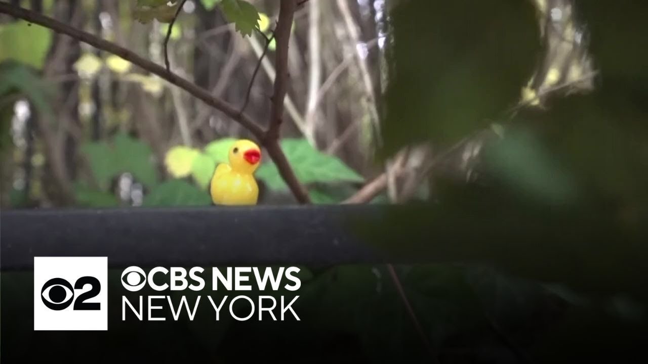 Mad scramble on to collect tiny toy ducks in Chelsea - YouTube