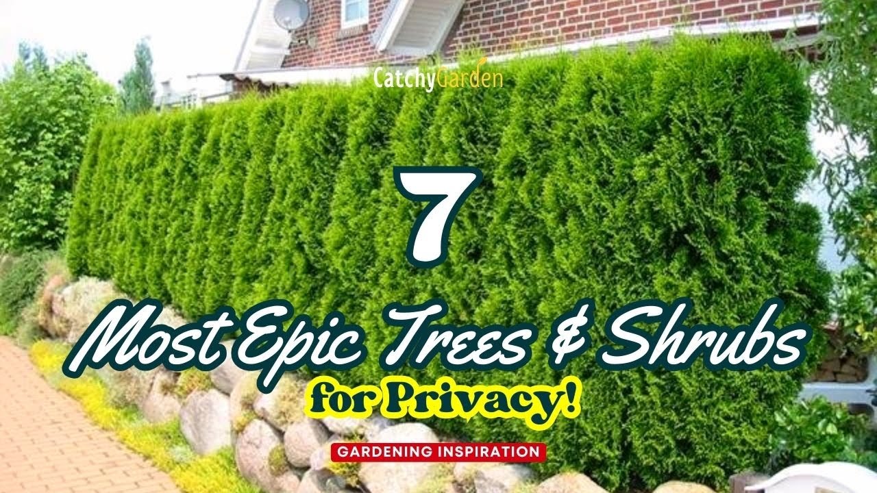 The 7 Most Epic Trees & Shrubs for Privacy! 🌲🏡🌿 // Gardening Ideas ...