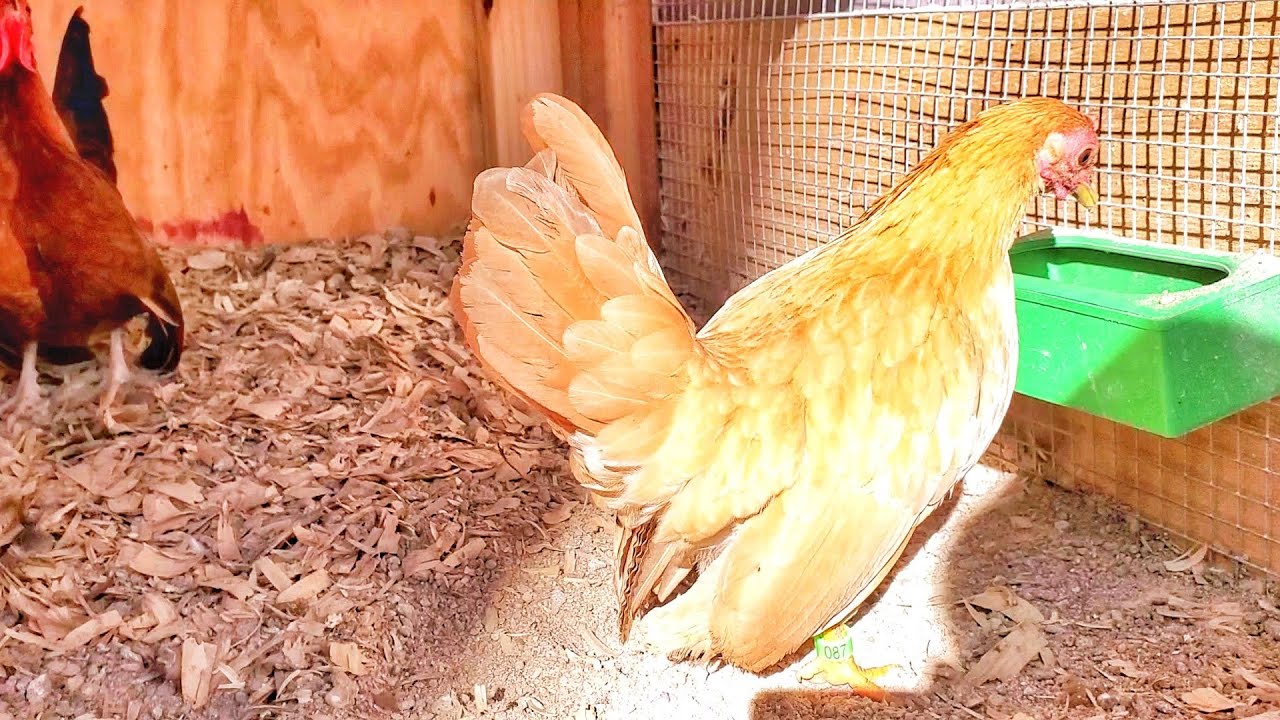 La gallinita Buff pata corta, Blue wheaton gallito OEGB disponible ...