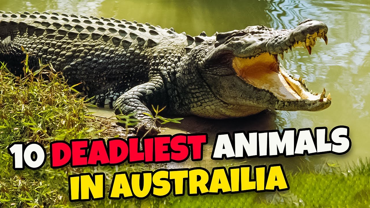 Australia's World's Deadliest Animals To Watch Out For ⚠️⛔️🐊 - YouTube