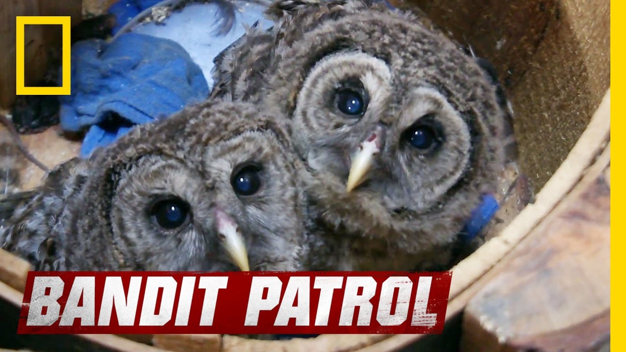 Baby Owls Learn To Fly | Bandit Patrol - YouTube