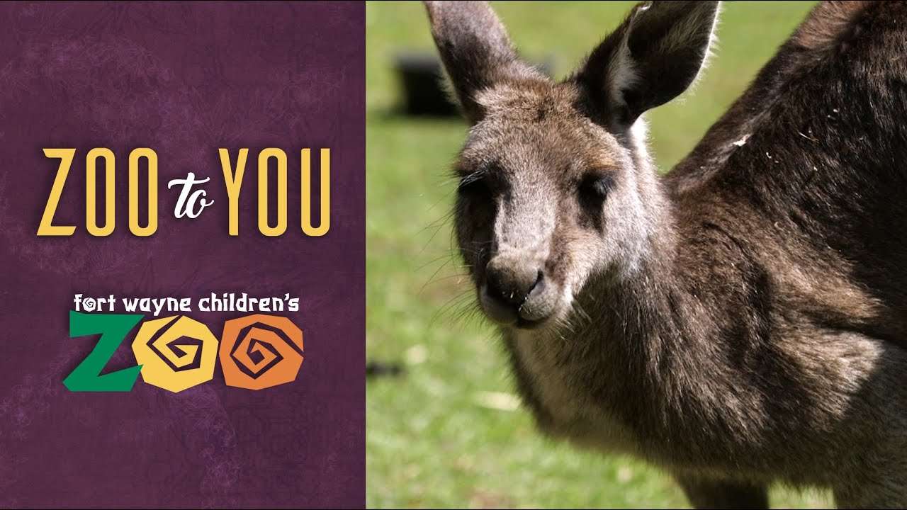 Fort Wayne Children's Zoo: Very Good Kangaroos Get a Treat - YouTube
