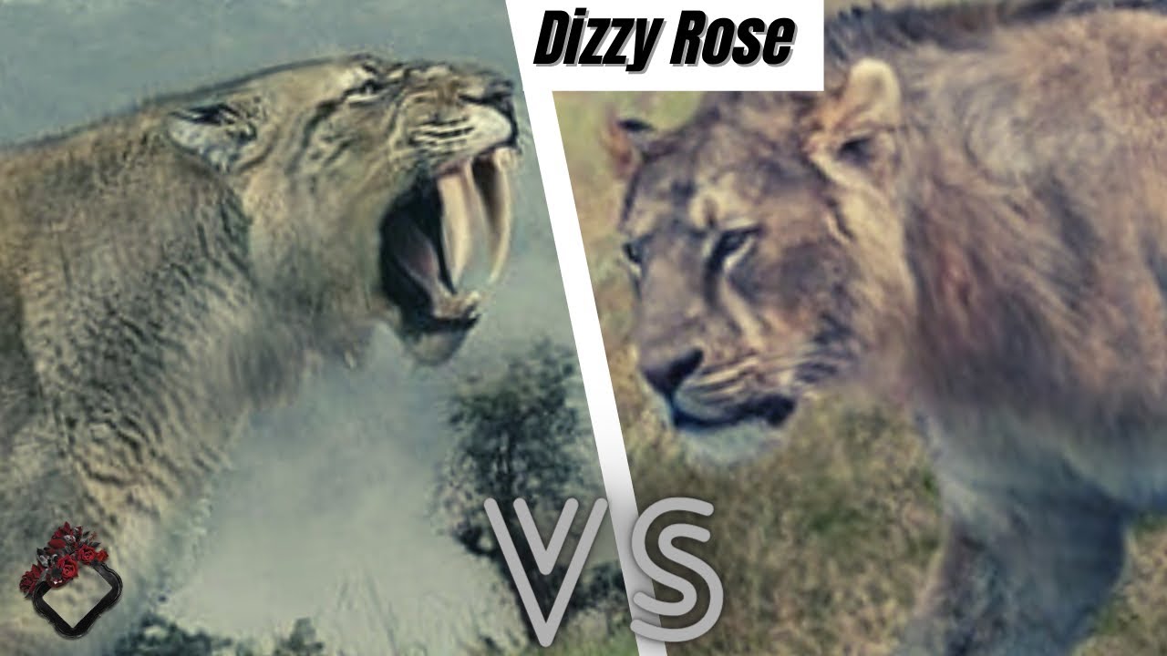 Smilodon Populator Vs American Lion Smilodon NamuWiki
