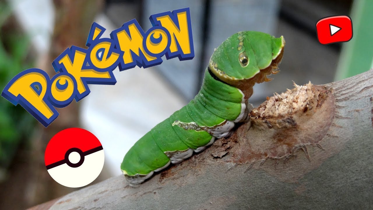 Caterpillar or Caterpie Pokemon - YouTube