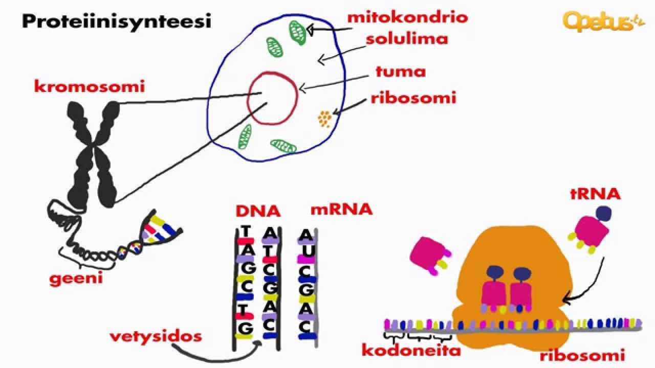 Proteiinisynteesi (yleisesti) - YouTube