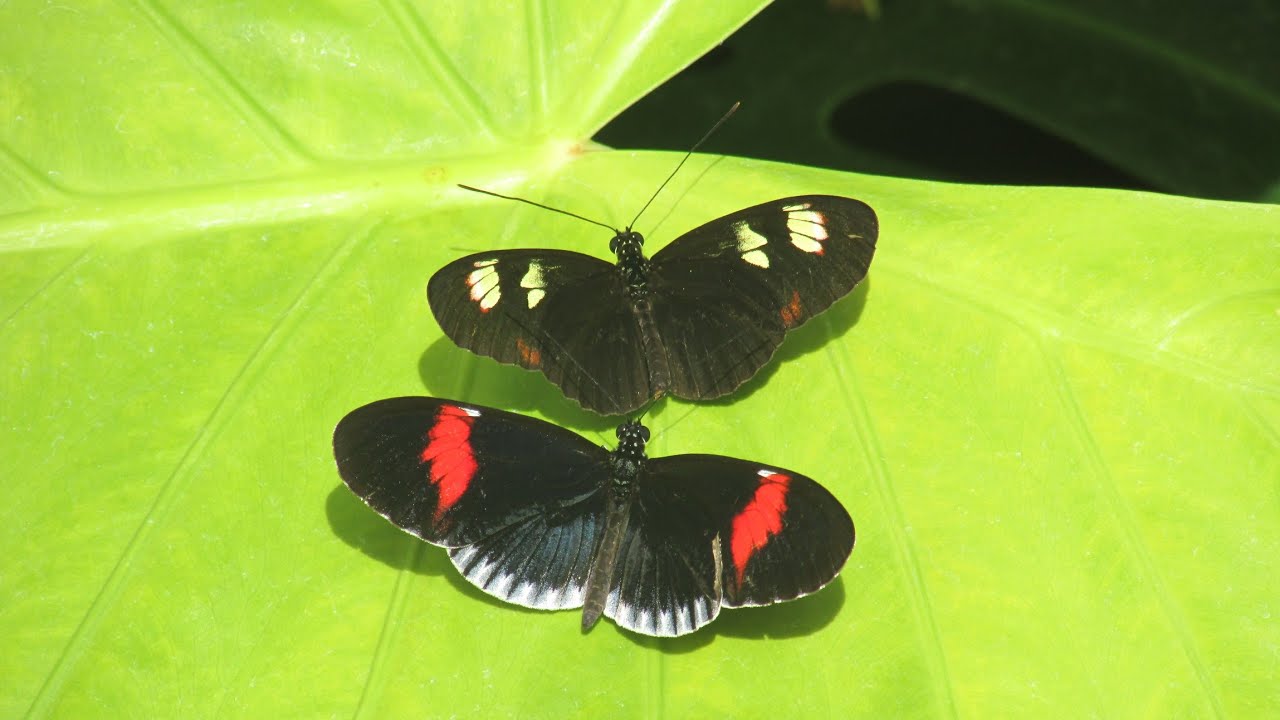 Courtship mating dance of Heliconius (longwing) butterflies | Callaway ...