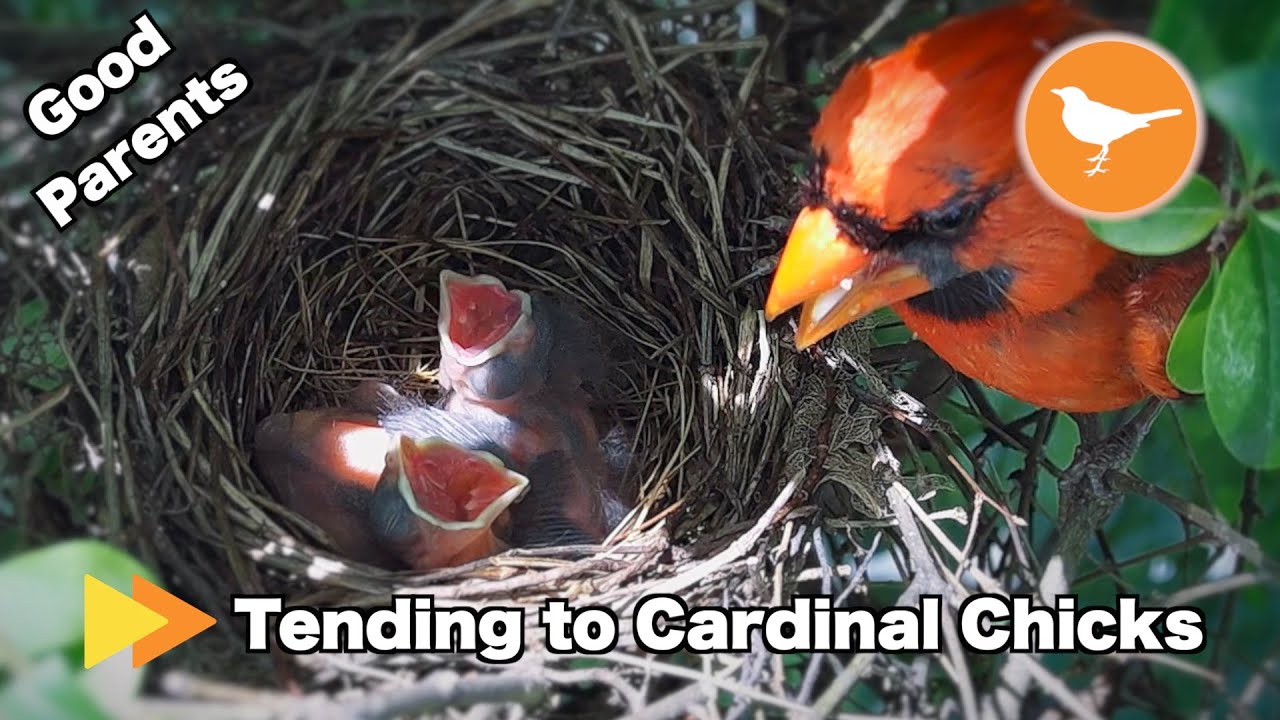 Cardinal Parents Tend to Tiny Chicks - YouTube