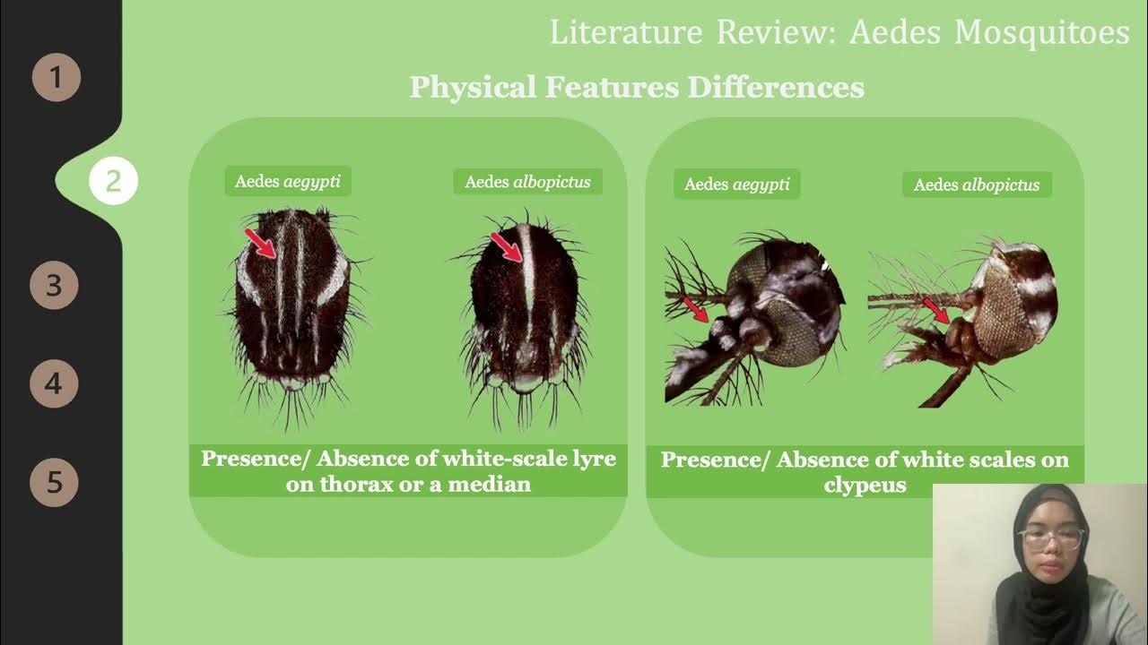 Final Year Project Presentation Image Classification of Aedes Mosquitoes Using Transfer Learning ...