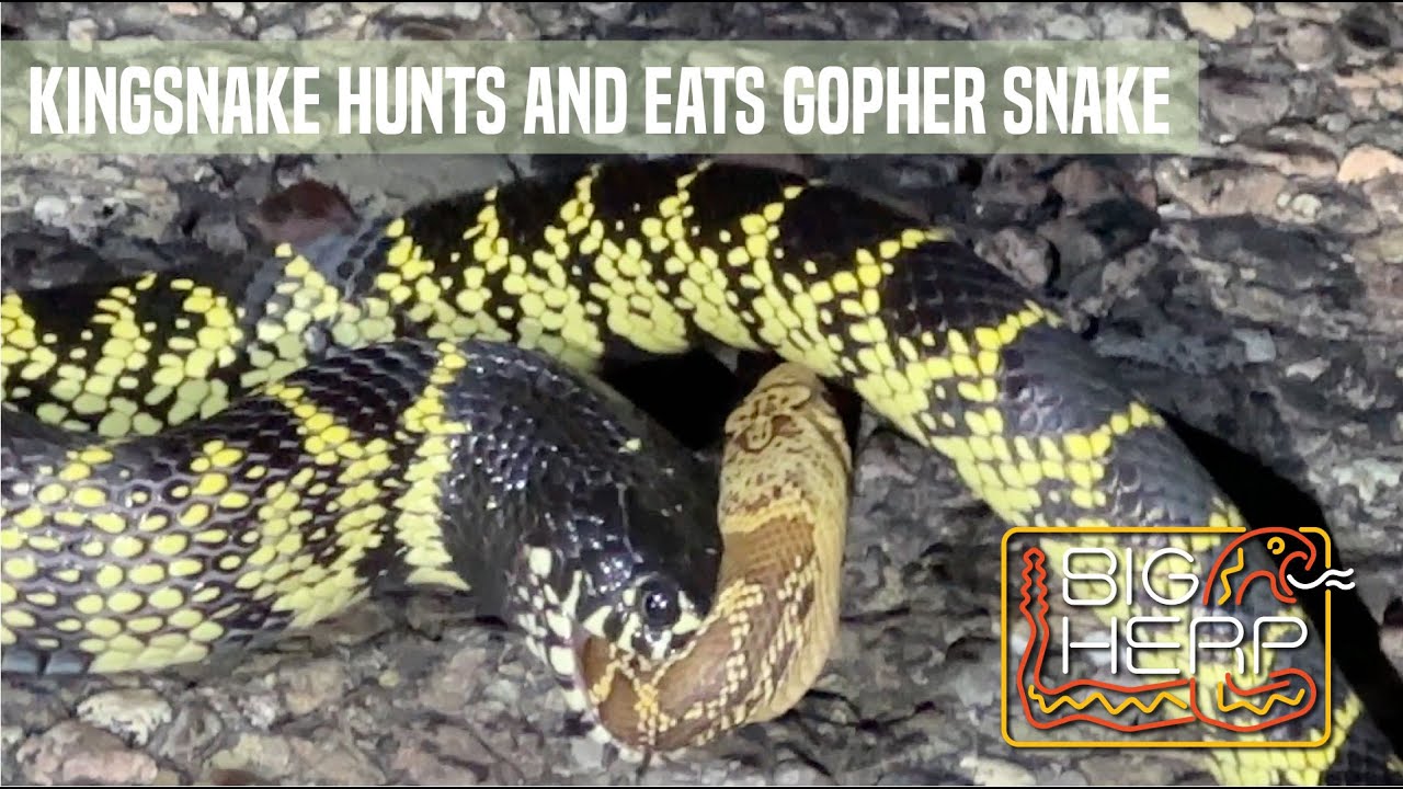 Snake On Snake Predation | Desert Kingsnake Hunts And Takes Down A ...