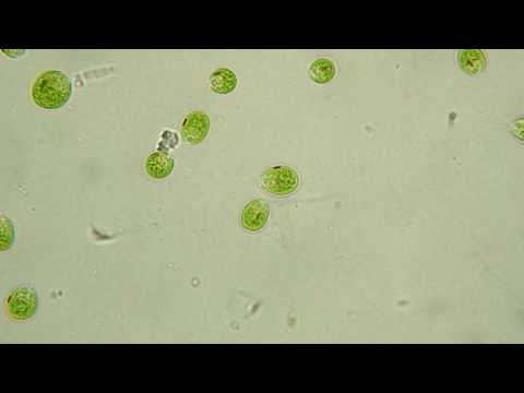 Chlamydomonas flagellated green algae