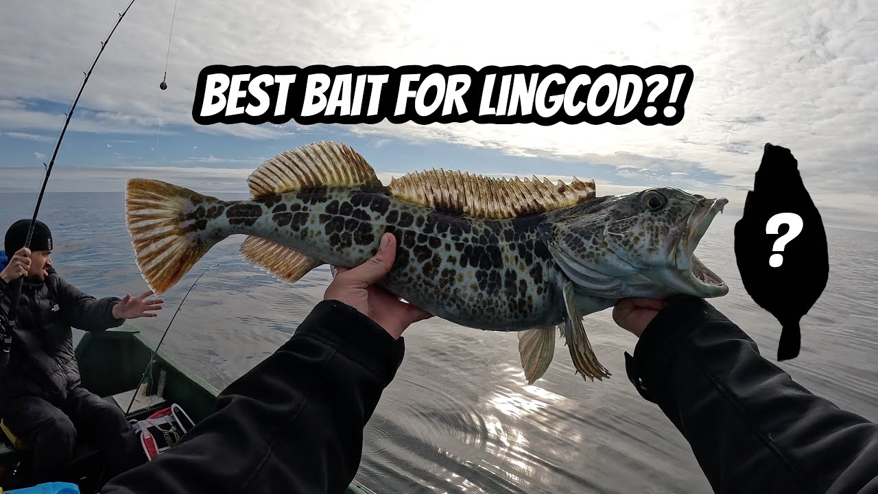 Best Bait For Lingcod?! (Using Live Bait For Big Lings)- Santa Cruz ...