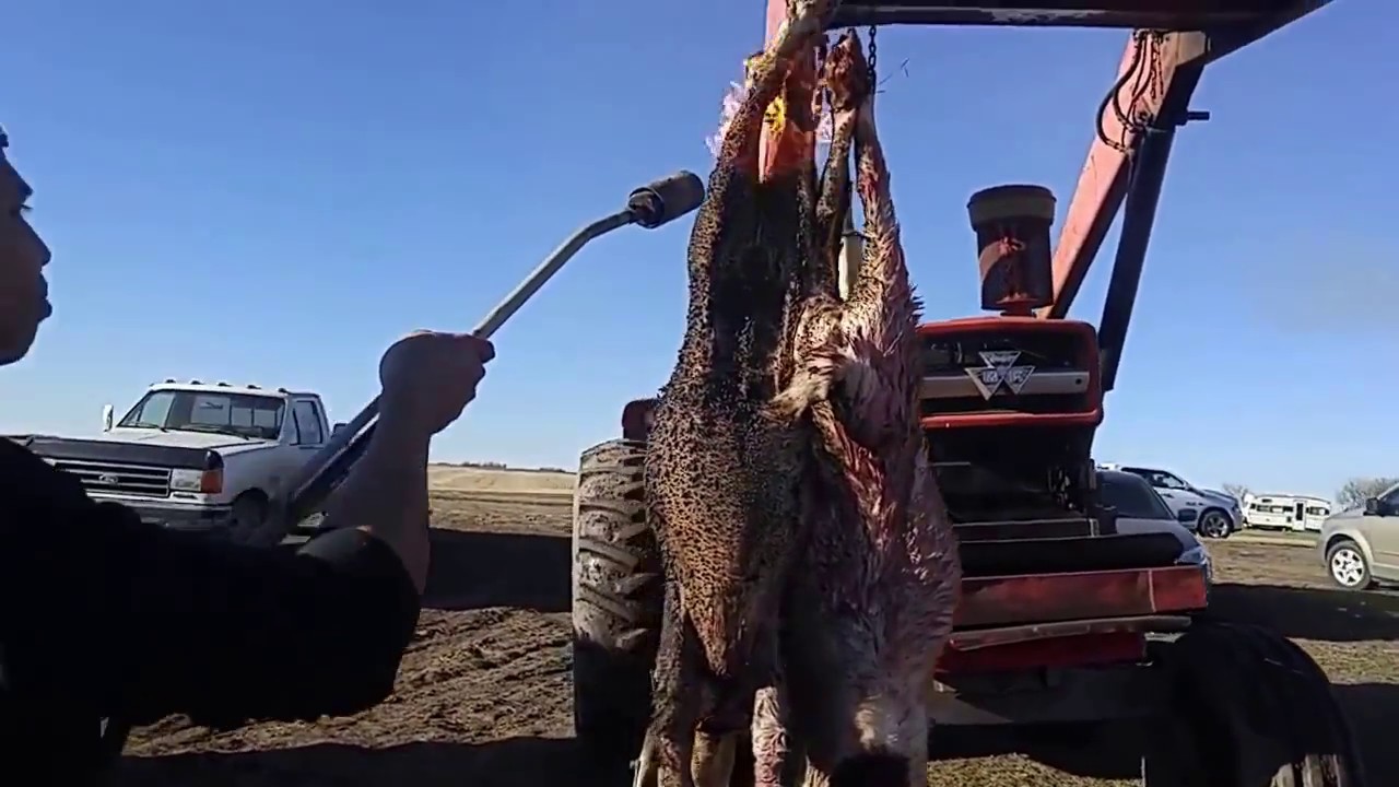 Burning The Hair Off A Goat - YouTube