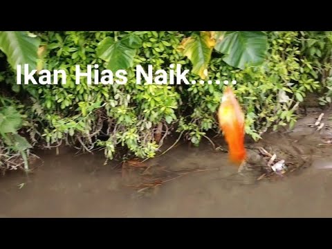 Ikan hias dan Ikan Cethul Naik....Bos..!!!! - YouTube