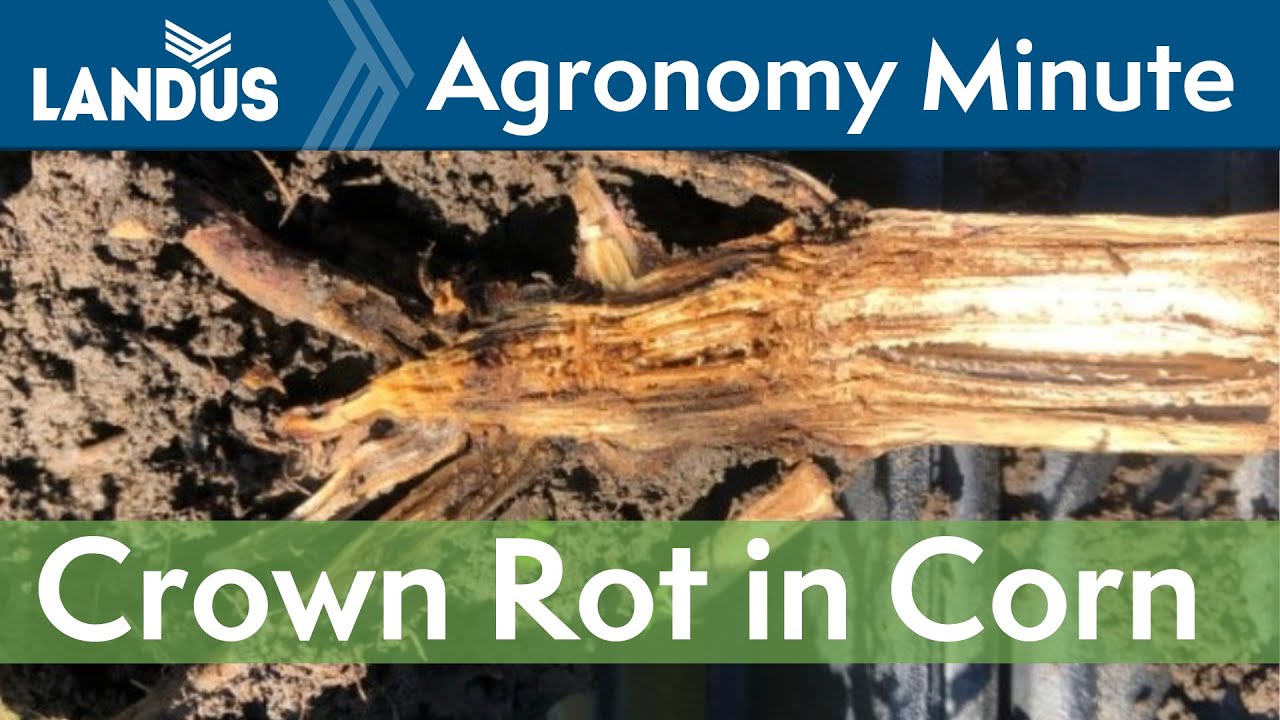 Crown Rot in Corn | Agronomy Minute - YouTube
