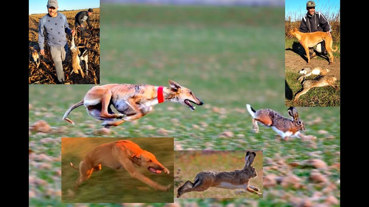 Cacería de LIEBRES con Galgos!! las mejores carreras... - YouTube