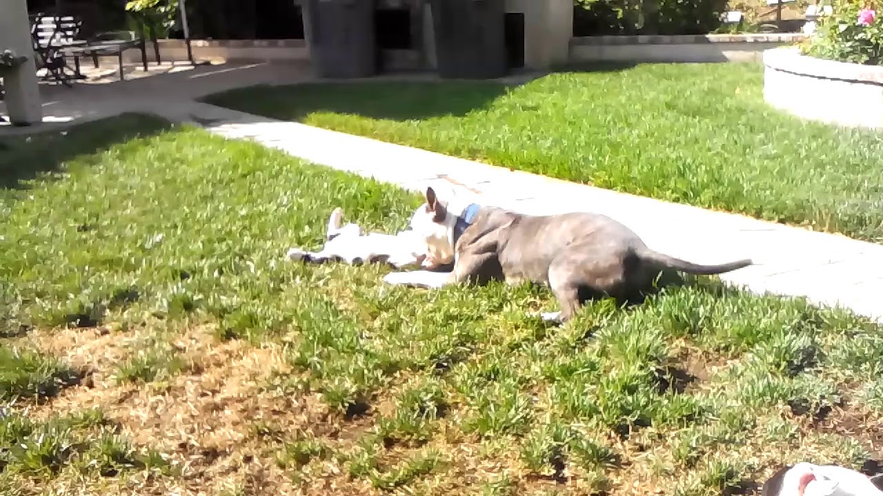 Colby Key Kennels: Dognificent - YouTube