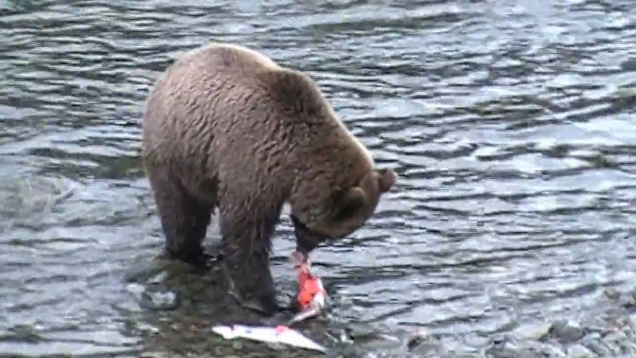Grizzly Bear -- Salmon Thief - Stringer robbery on the Kenai / Russian ...