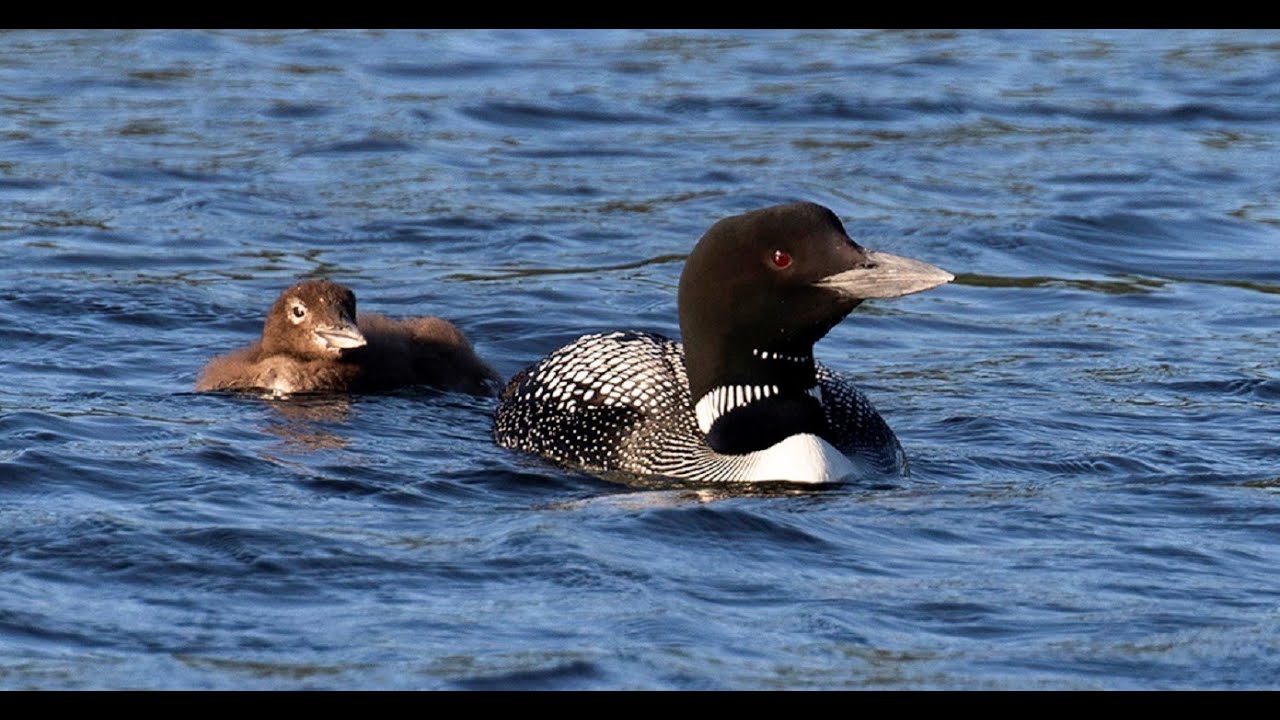 The Maine Audubon Loon Count turns 40: Teaser! - YouTube