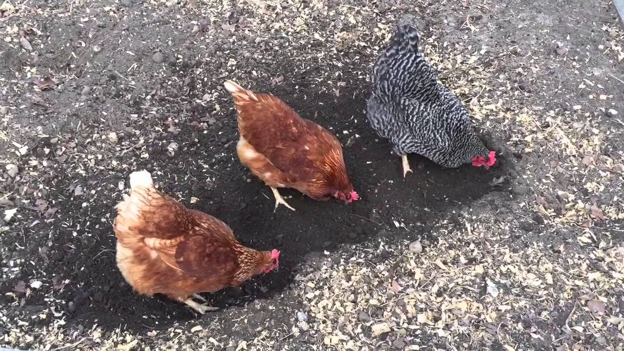 The Real Chicken Dance - YouTube