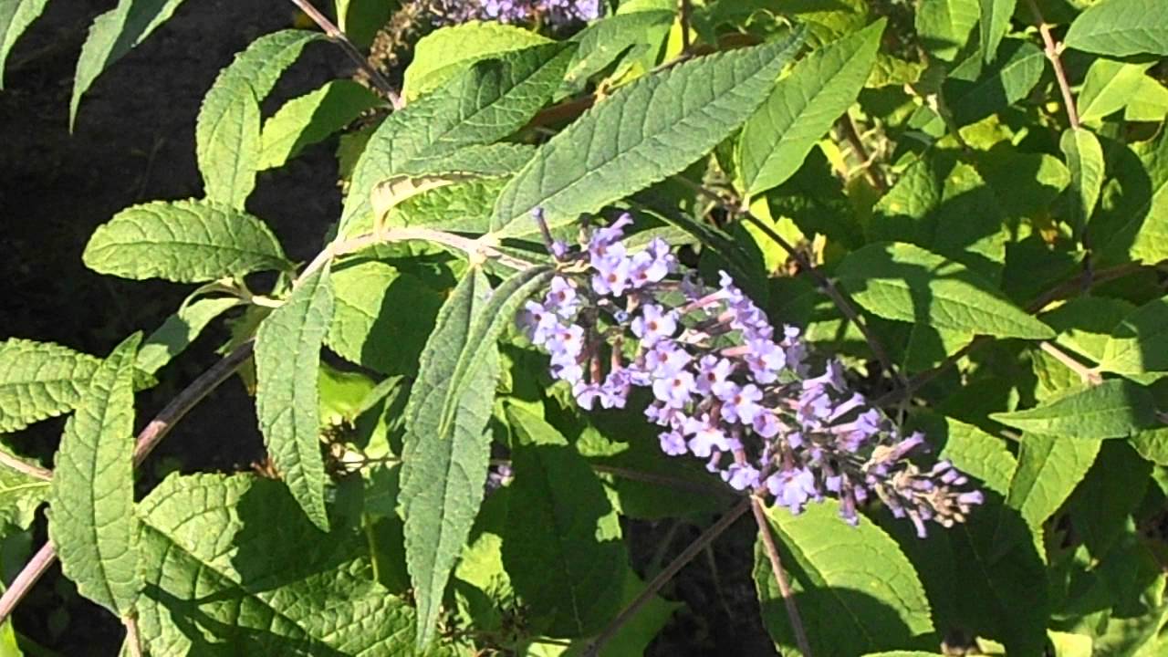 BUDDELIA: Buddleja davidii (www.riomoros.com) - YouTube