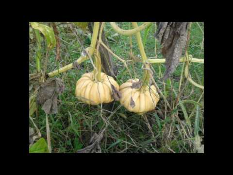 AKKUŞ AKPINAR BELDESİ TANITIMI