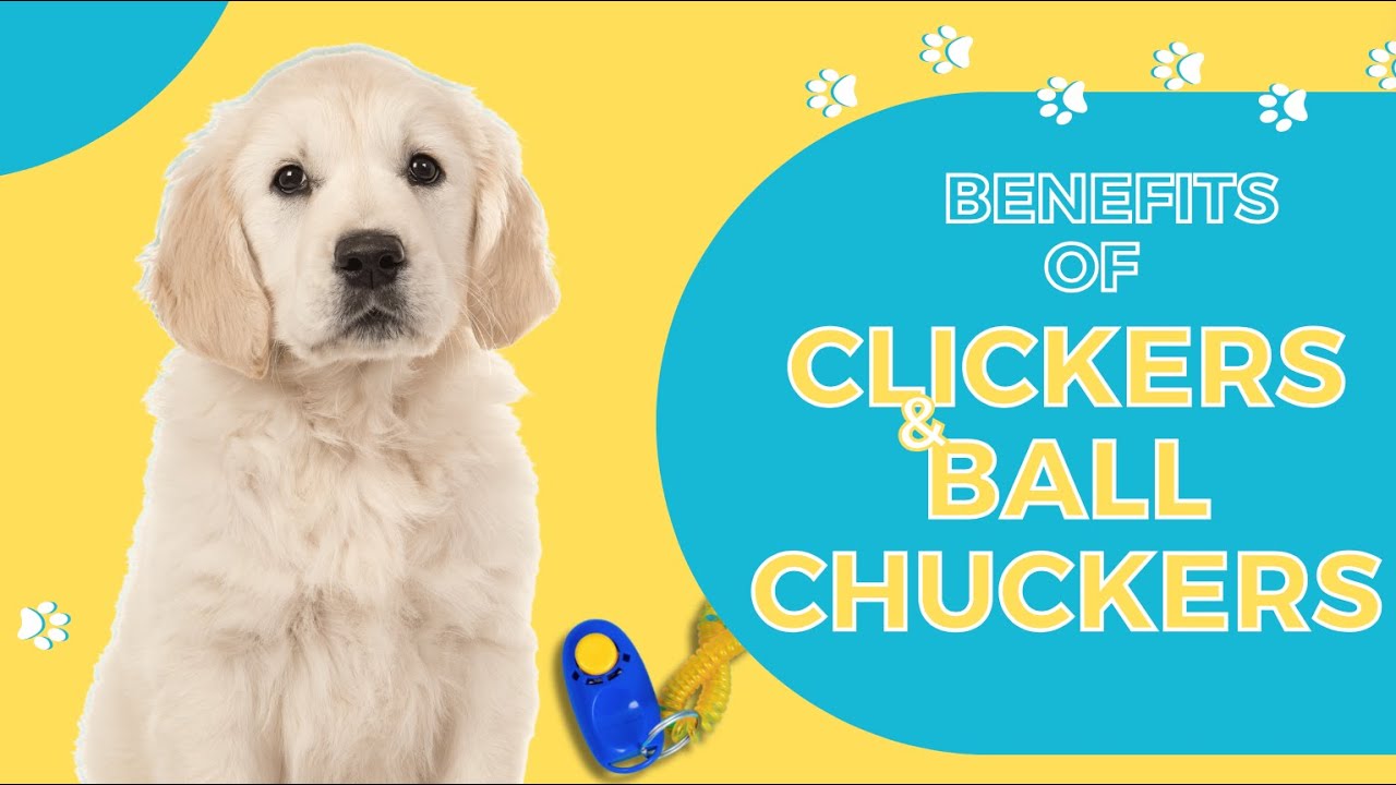 Essential Dog Training Tools 🐾 Episode 5: Optimise Your Dog's Training ...