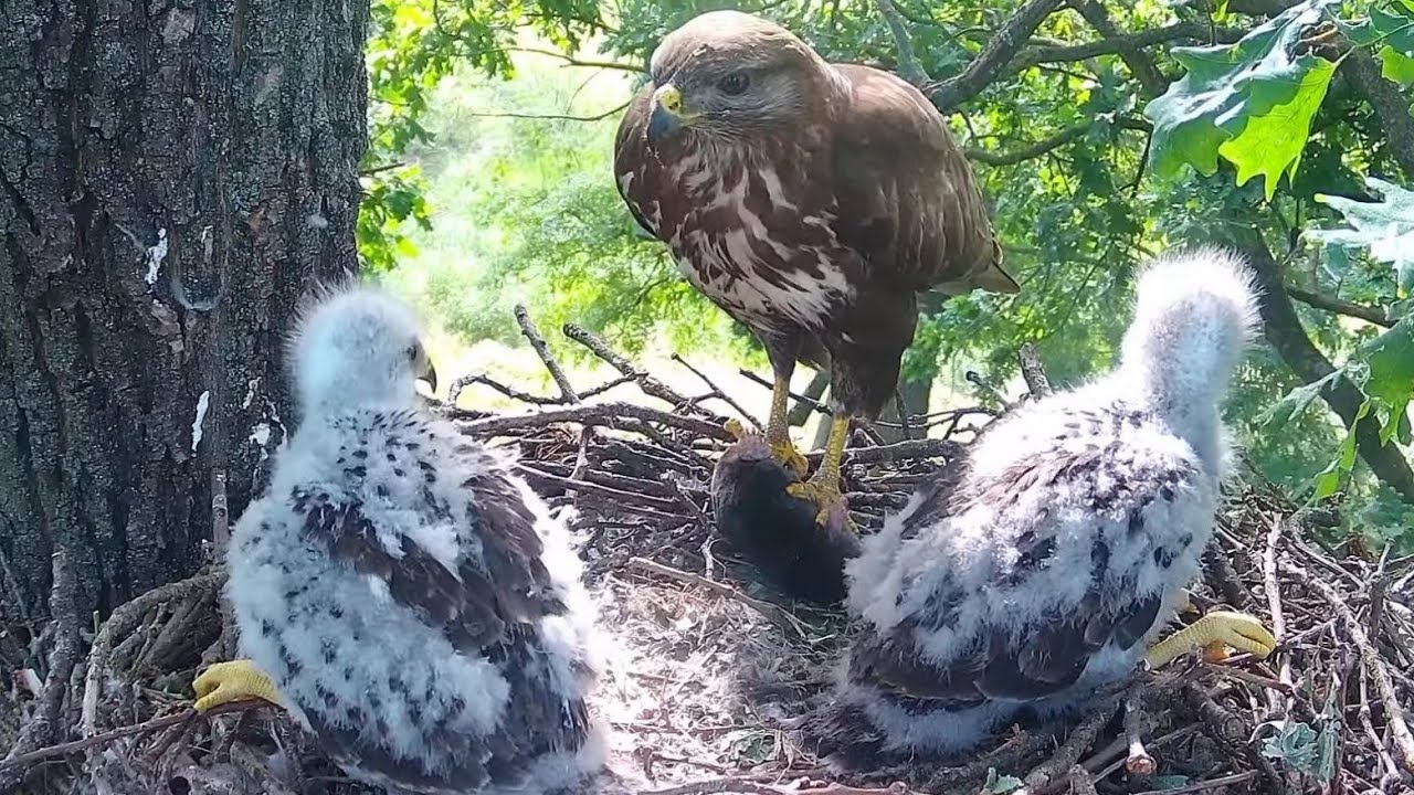 Common Buzzards | Mom bring live Mole in breakfast for babies | May 31, 22 | 9.15 - YouTube