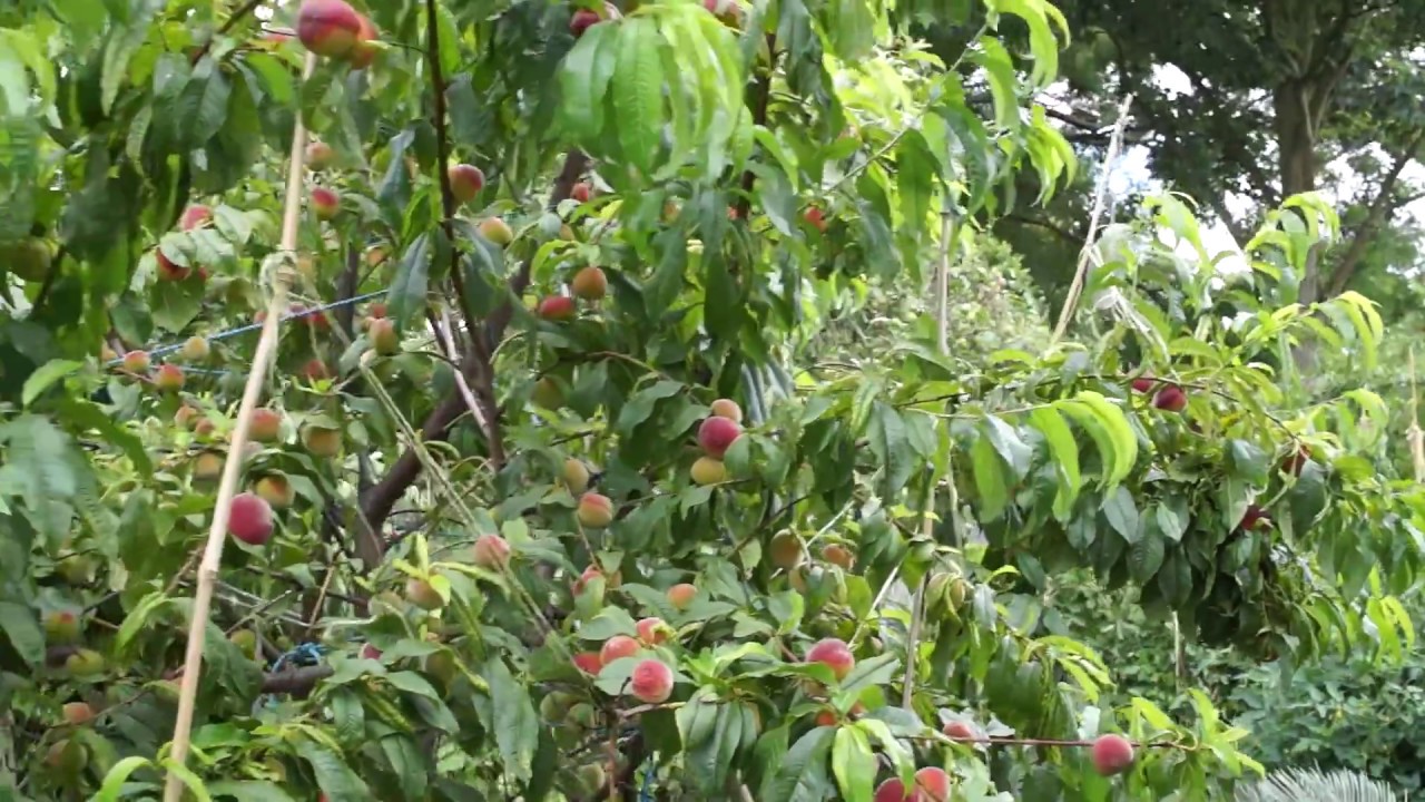 A Rough Guide to Growing a Peach Tree in Southern England - YouTube