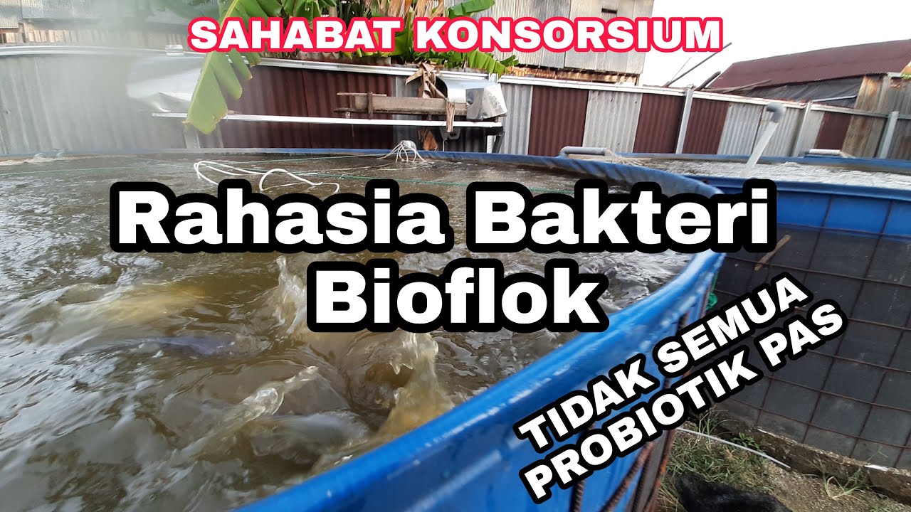 Belajar Mengenali Probiotik & bakteri yg pas untuk aplikasi Bioflok ...