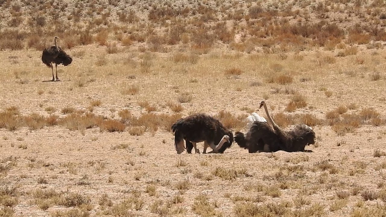 Ostrich sand bathing - YouTube