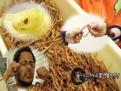 Snake Bytes TV - Snake Bites Power Balance : SnakeBytesTV - YouTube