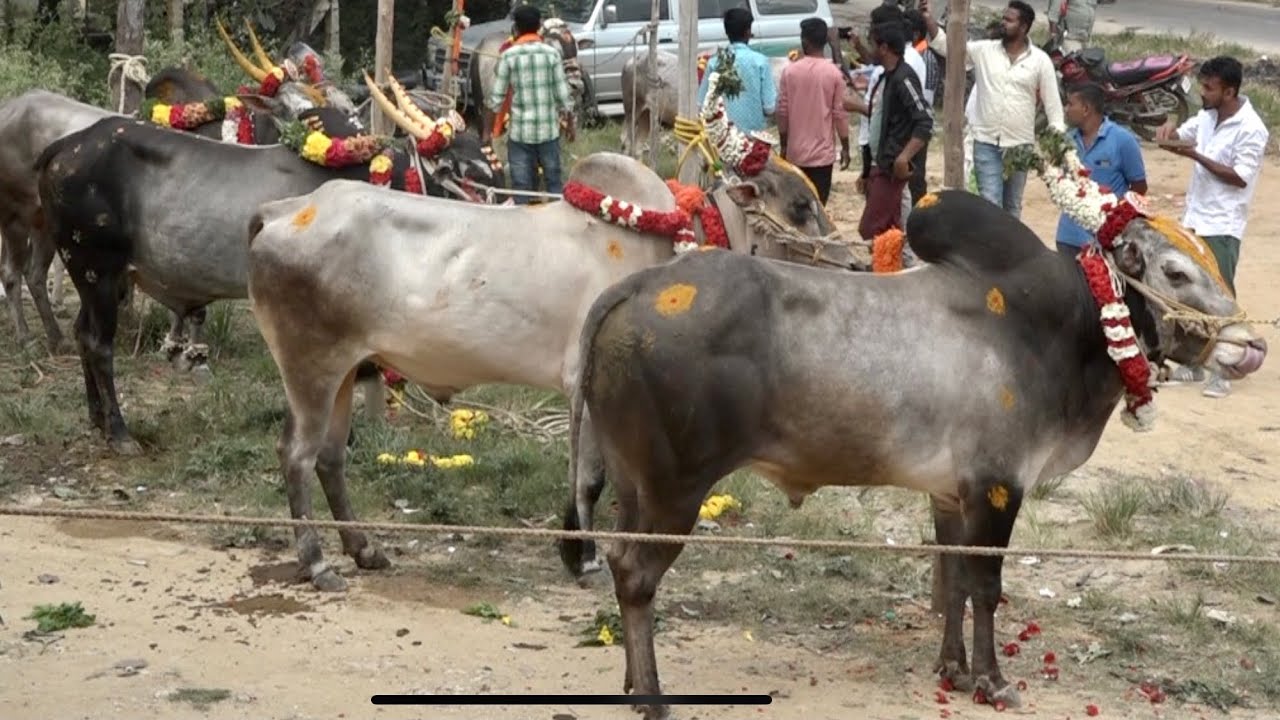 Nellur Jallikattu decorated bulls, drum beats, hori habba, bulls ...