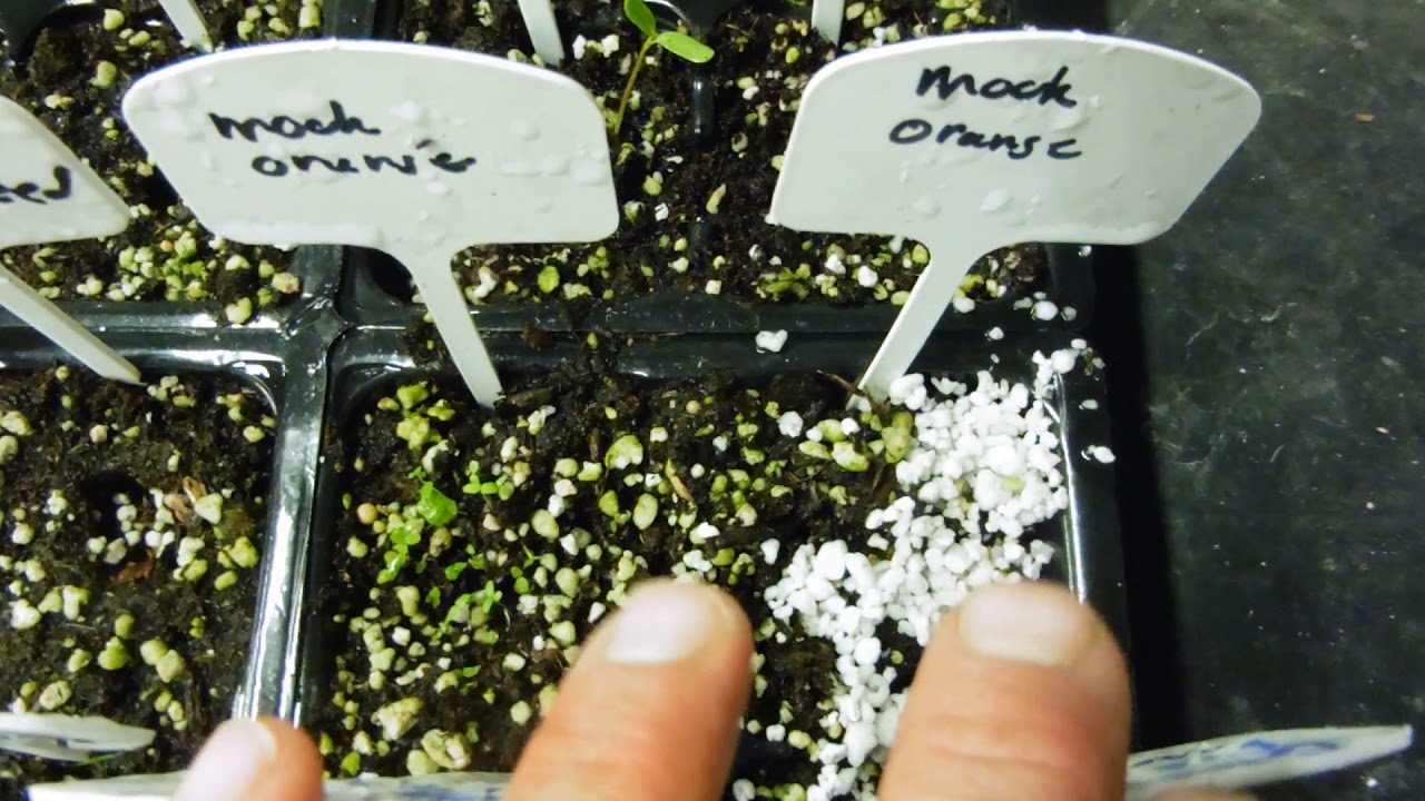 Week 2 Native Seed Germination - YouTube