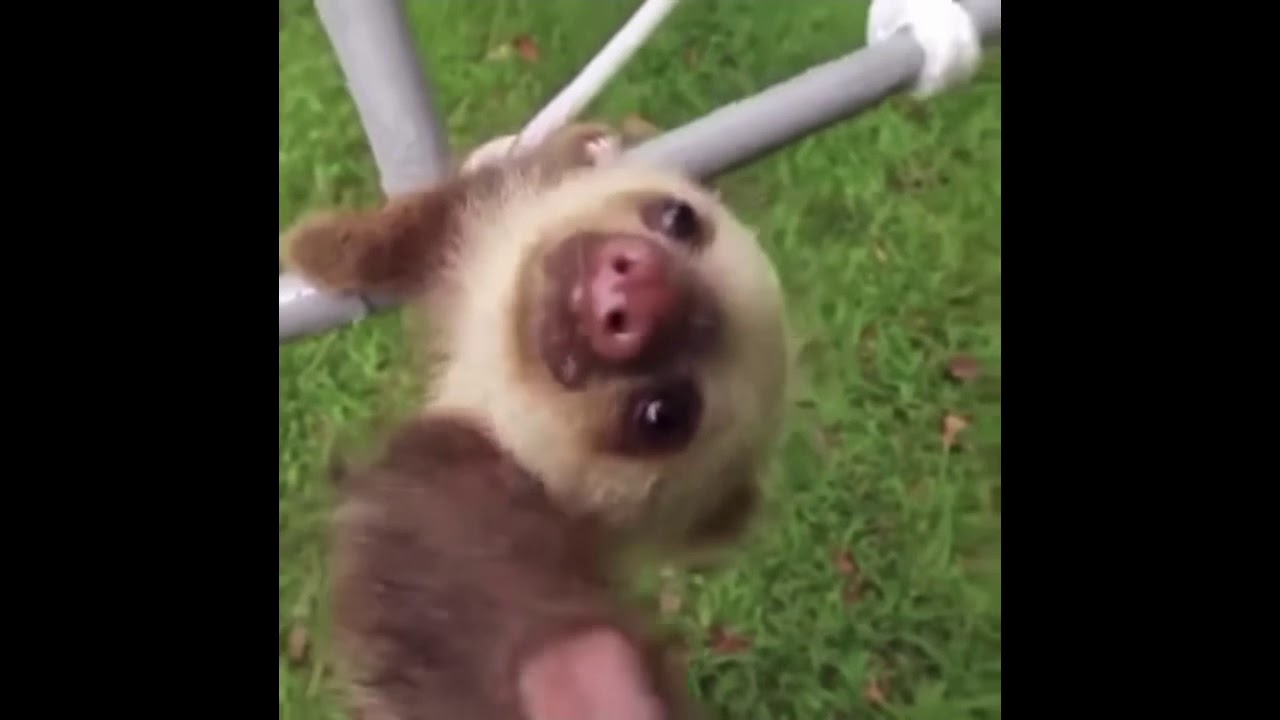 Baby sloth falling 😭😂 - YouTube