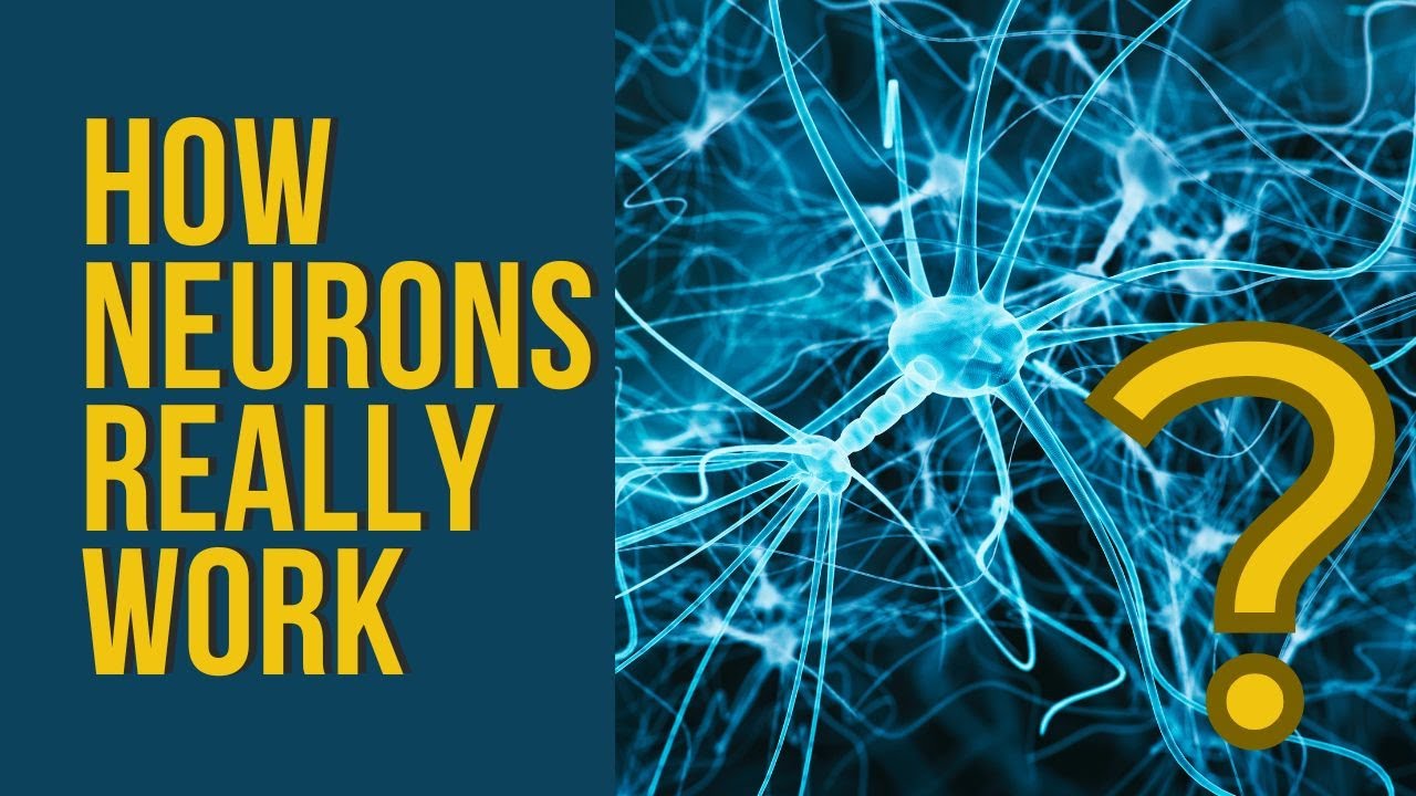 How Neurons Really Work - YouTube