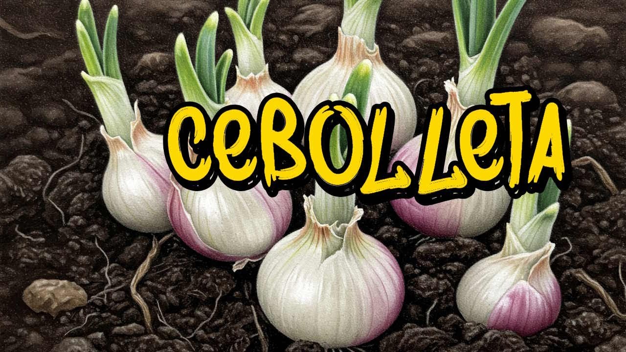 🧅Diferencias entre cebolla, cebolleta y chalota: ¡Guía fácil para no ...