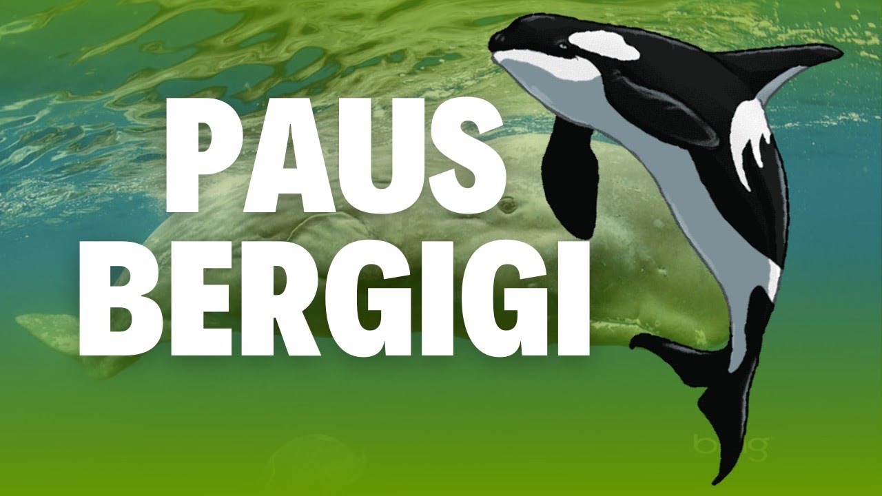 Paus Bergigi Berburu Mangsa dengan Suara Mirip Kim Kardashian? - YouTube