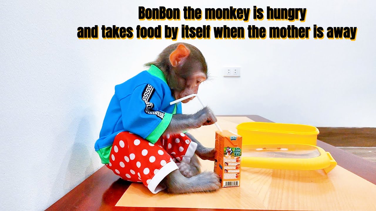 BonBon the monkey is hungry and takes food by itself when the mother is ...