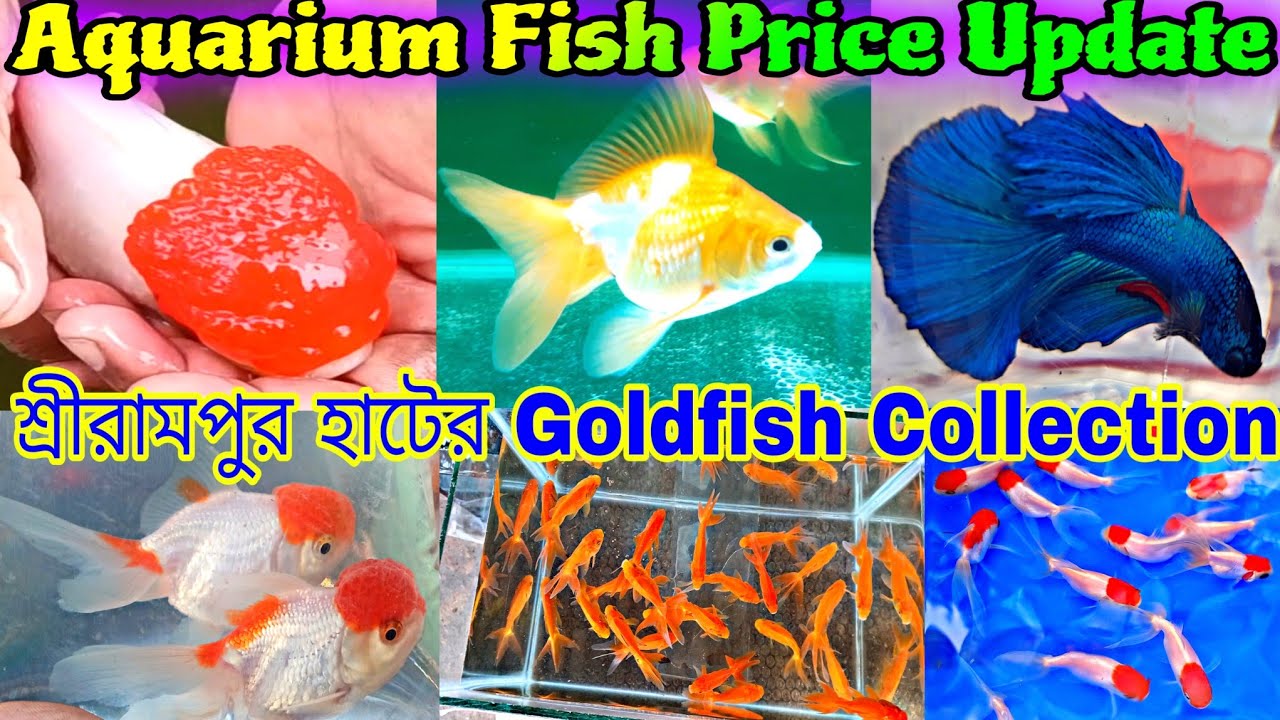 Aquarium Fish Price Update | Aquarium Color Fish Price | Serampore ...