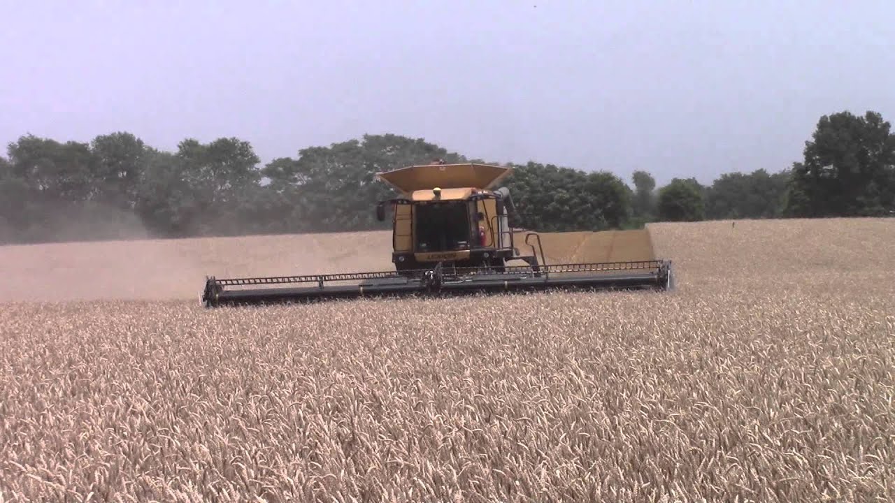 Caterpillar 595R Lexion Combine Harvesting Wheat - YouTube