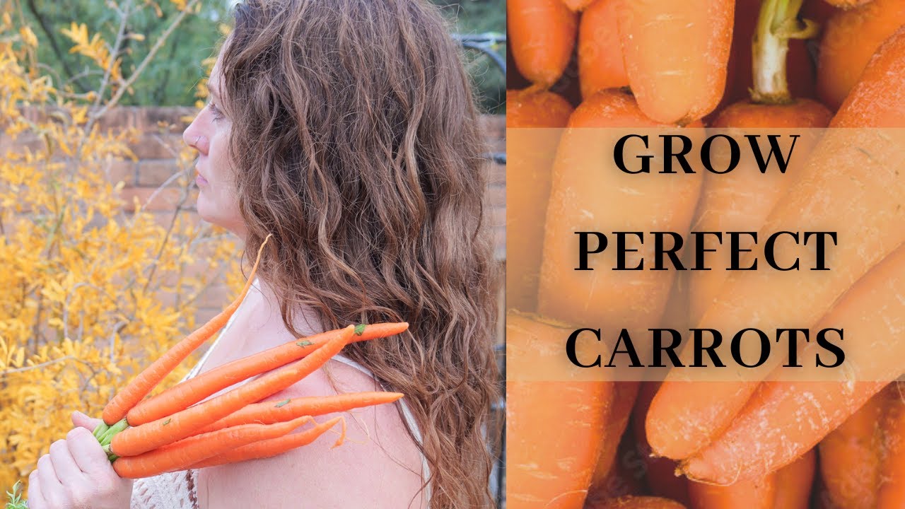Grow Perfect Carrots From Seed to Harvest - YouTube