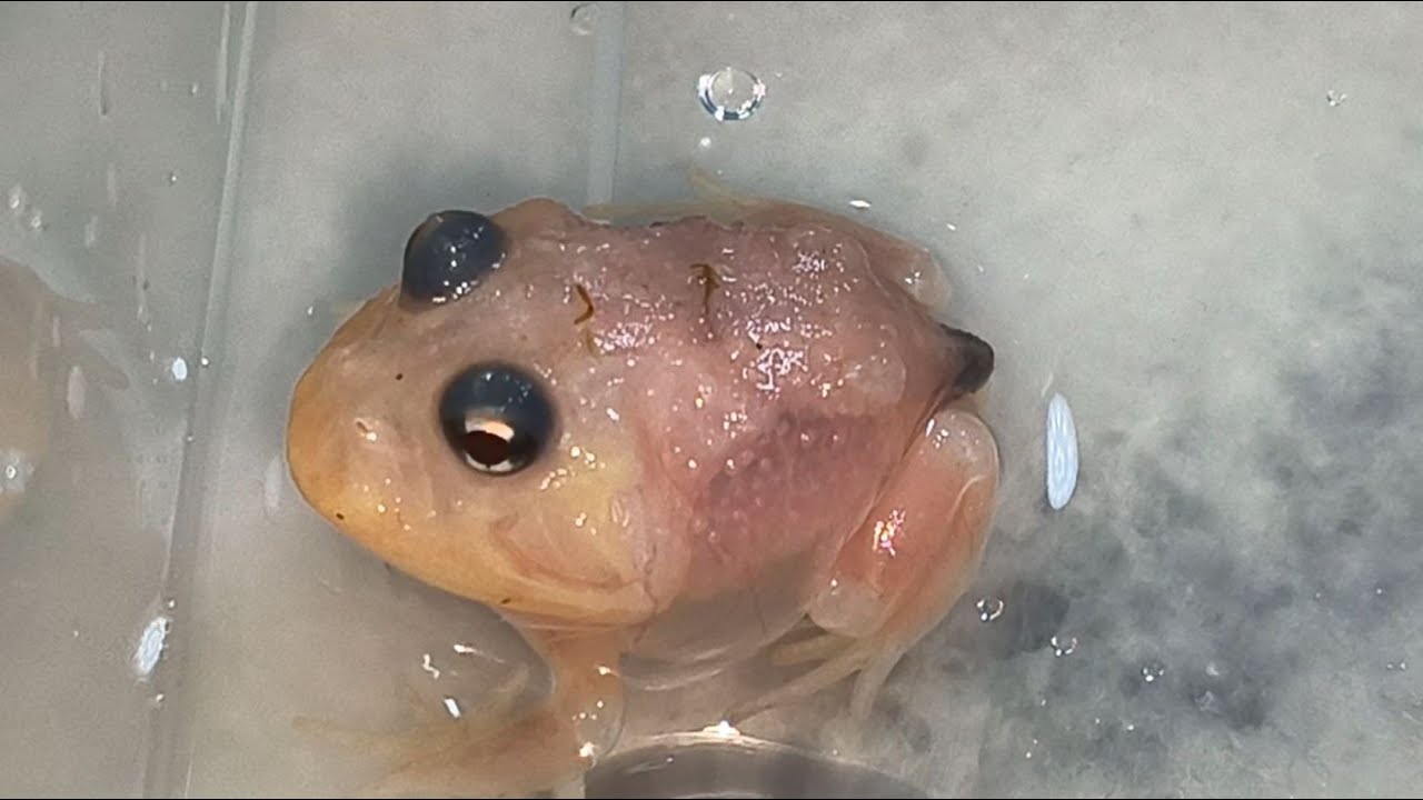 UNBOXING BABY TRANSLUCENT MUTANT PACMAN FROG (Cheeky) - YouTube