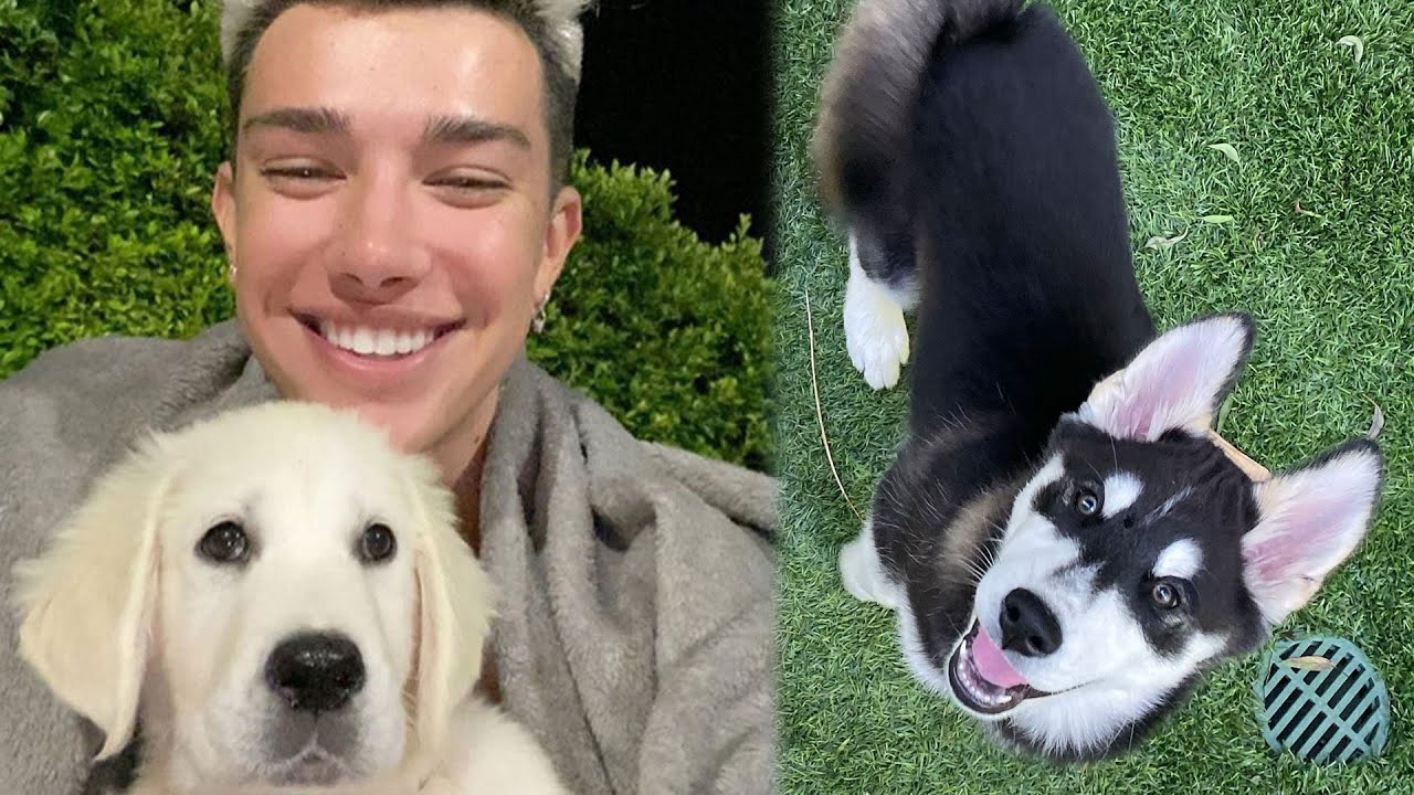 I babysit James Charles Puppy for 24 hours! - YouTube
